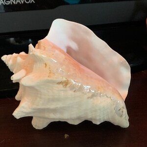 Bahamian Queen Conch Shell I Pink Conch Shell SLIT BACK I - Etsy