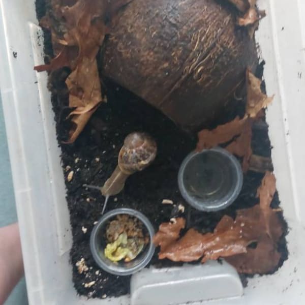 Land Snail Kit, Ideal for Garden Snails - Etsy