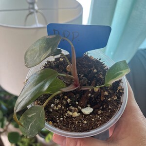 Philodendron Pink Princess PPP ALL Starter Plants Require You to ...