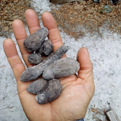 Dwarf Orinoco Banana Pup - Etsy