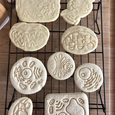 Plant Cell Cookie Cutter Biscuit Cutters Gifts Botanist Botany ...