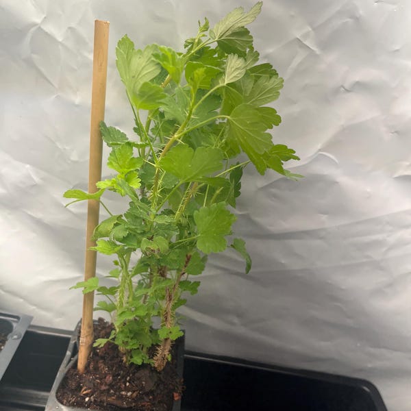 3 Musa ‘poquito’ Banana Tree/ Banana Tree in 4 Inch Cups (one Plant per ...