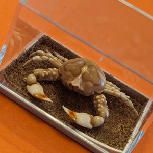 Stag Beetle Dorcus Alcides A1 Unspread and Unmounted for All Your Art ...