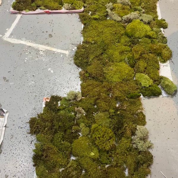Moss, Bulk Moss Assortment ~ 8 Sq Ft, Live Moss, NOT PRESERVED ...