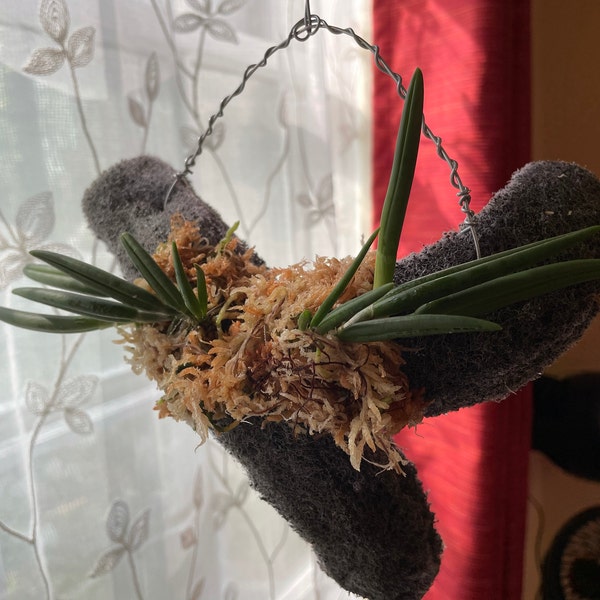 Epiweb Branch - Small (25cm) - Etsy