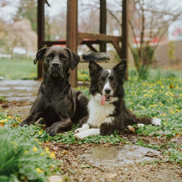 Wedding Film Presets for Lightroom Rich Brown Presets Muted Tones ...