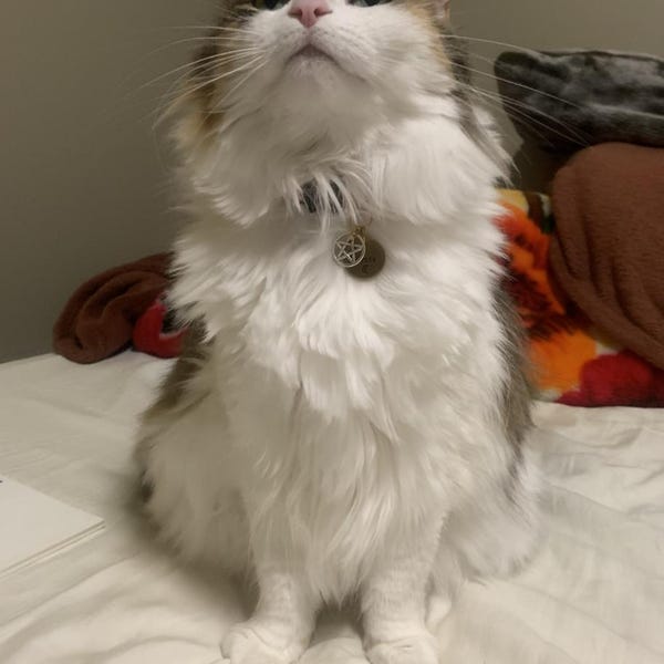 Dog Tag, Leather Tag, Silent ID Tag, Personalized Dog Tag, Small Dog ...