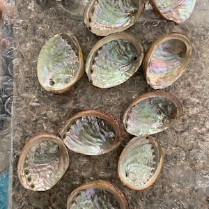 Abalone Shells 12 PACK 3-4 Wholesale for Smudge Kit, Smudging Bowl to ...