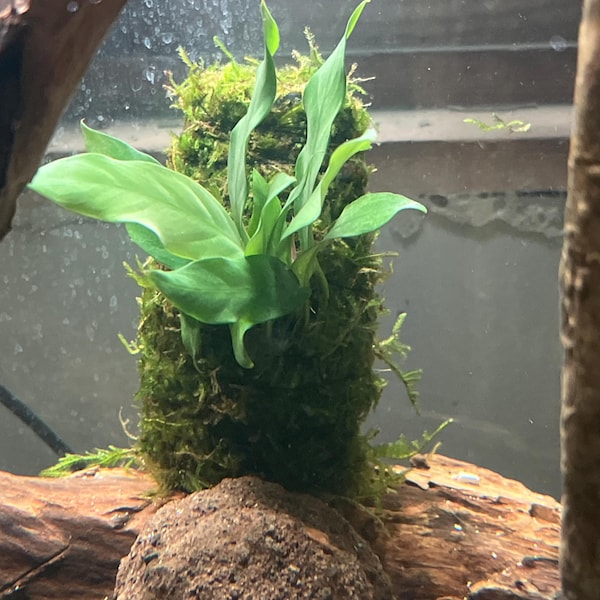 Rotala H'ra Easy Live Aquatic Stem Plant for Planted Aquarium ...