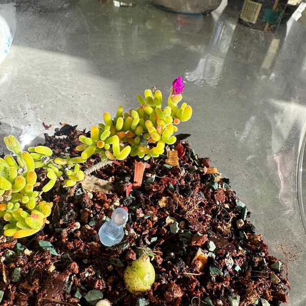 Beautiful Succulent: Dicrocaulon Ramulosum (l.bolus) Ihlenf Purple ...