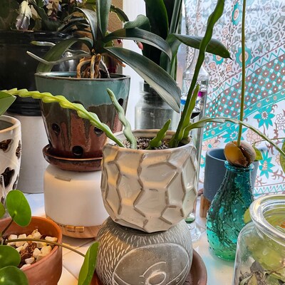 Ric Rac Cactus, Zig Zag Cactus, 2 Inch Bare Root Plant, Rare Fishbone ...