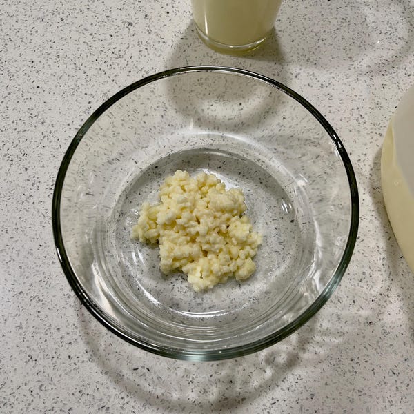Milk Kefir Grains Raw Live Organic Local Farm Homemade Caucasus Origin ...
