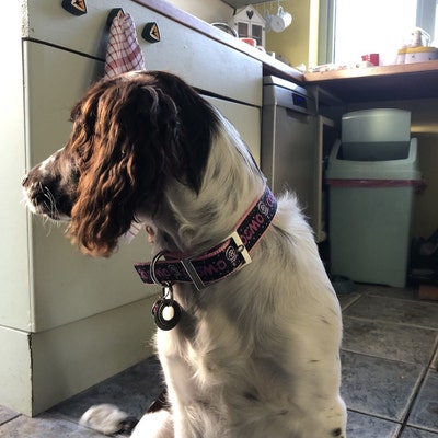 Canine Cancer Survivor Ribbon Dog Collar-canine Cancer Awarenessalso ...