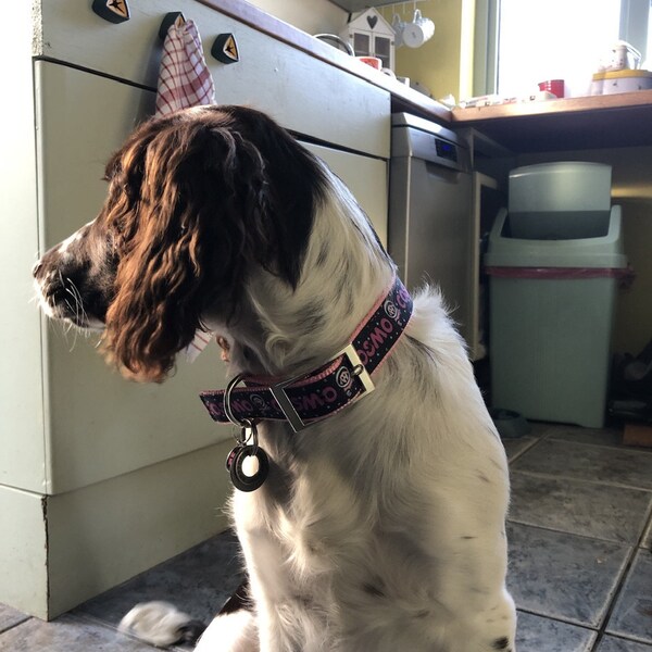 German Shorthaired Pointer Dog Collar, GSP Dog Collar, German ...