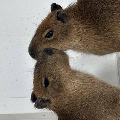 Capybara Stud Earrings - Etsy