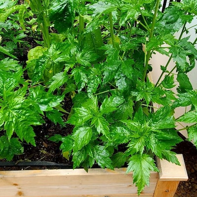 400 Organic Seeds of Waterleaf Gbure, Mgbolodi and Ebe Dondon, Talinum ...