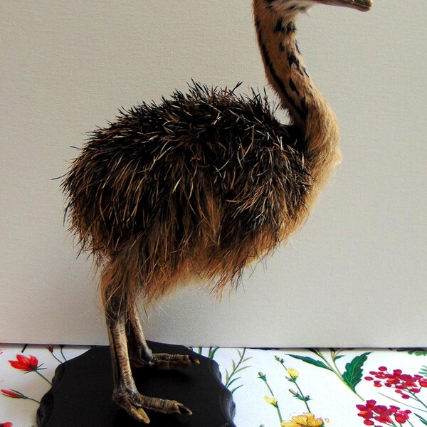 Real Ostrich Skull Taxidermy Specimen - Etsy
