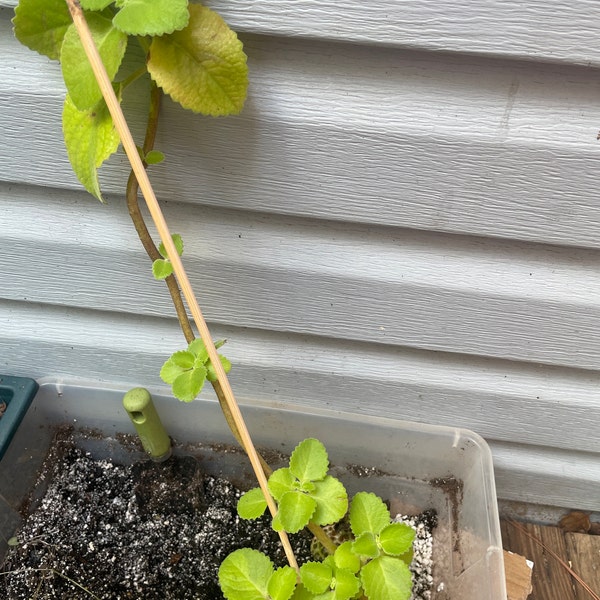 4" Pot Live Plant, Mexican Oregano, Filipino Philippine Kalabo Oregano ...