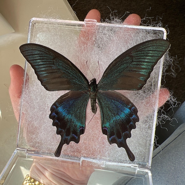 Echter Schmetterling, Pinned Butterfly Spread, Blue Butterfly Taxidermy ...