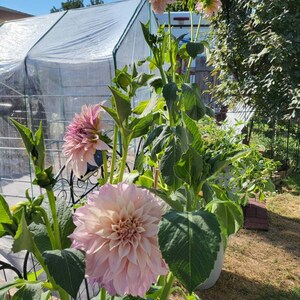 Sam Hopkins Dahlia Tuber - Etsy