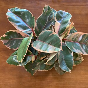 Ficus Decora RUBY Ficus Elastica Rubber Plant Live House - Etsy