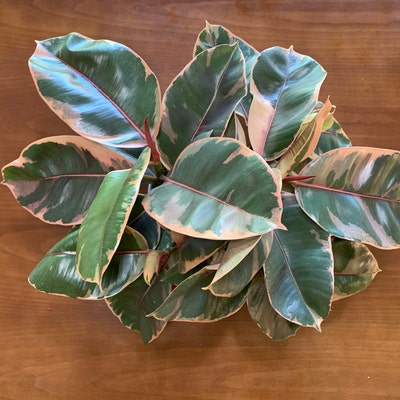 Ficus Decora RUBY Ficus Elastica Rubber Plant Live House - Etsy