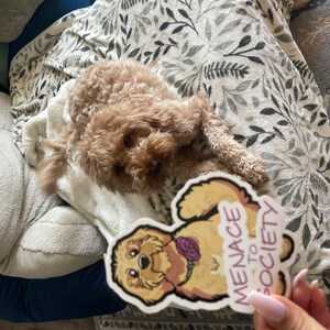 Corgi Fresh Toasted Burnt Sticker Pembroke Welsh Corgi Stickers Dog ...