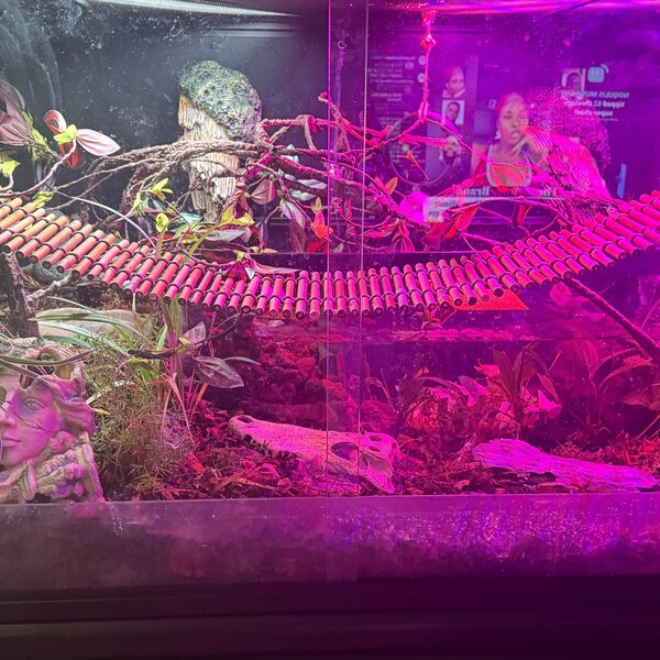GECKO or FROG Tire Swing, Swinging Ledge Platform, Crested Gecko ...