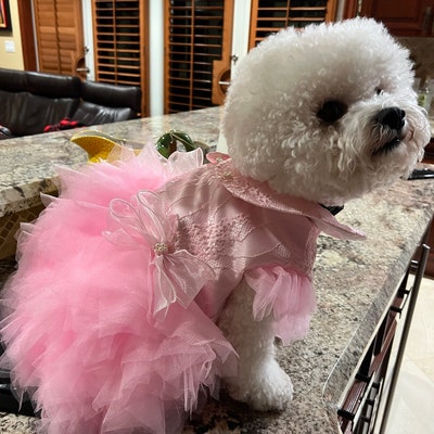 Dog Halloween Costume Inspired From White Rabbit Alice in Wonderland ...