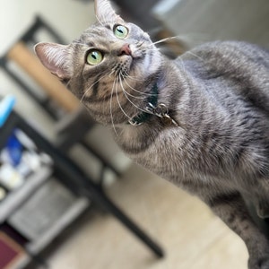 Padded Leather Camera Strap With Personalization, Custom Camera Neck ...