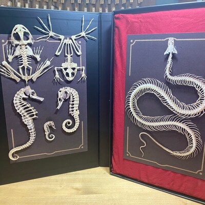 Realistic Paper Animal Skeletons, Double-sided Print, Paper-cut Craft ...