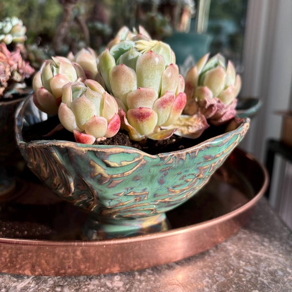 Echeveria 'red Coral' , Rare Live Succulent - Etsy