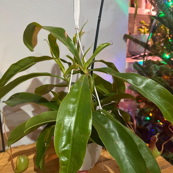 LIVE 6 Pot Ivy Plant, Hedera Helix, Plant Gift for Home, Dad Christmas ...