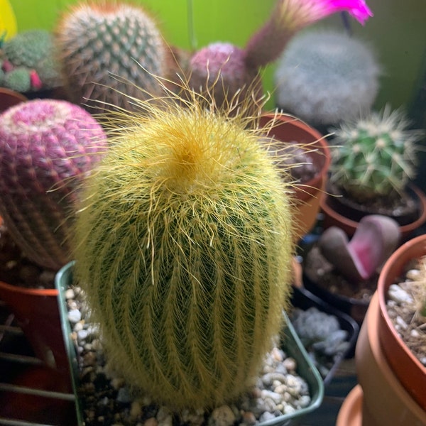 Notocactus Leninghausii, Golden Ball Cactus 3.5” - Etsy