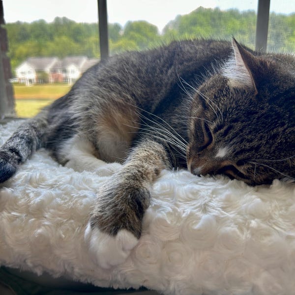 Pet Puff Quilt Bed, Patchwork Dog Mat, Cat Bubble Cushion, Pet Lover ...