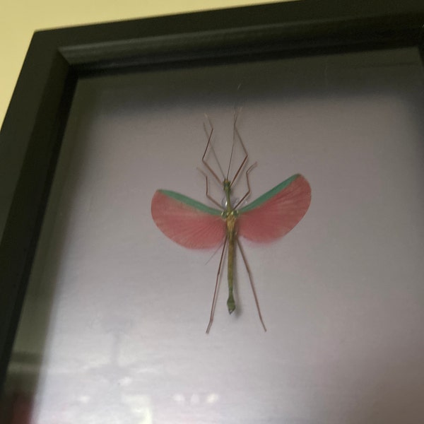Pink Stick Insect (marmessoidea Rosea) Real Specimen Insect Framed ...