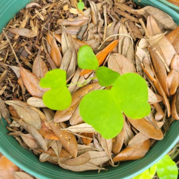 Cabbage Chinese Rubicon Seeds 50 - Etsy