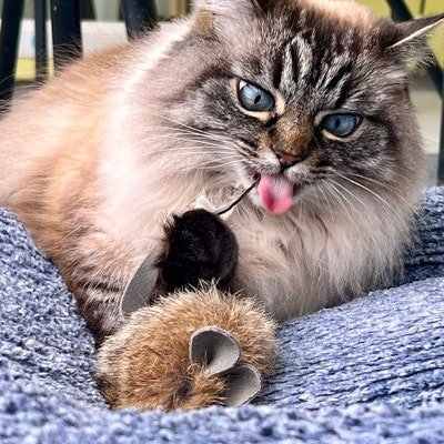 Big Cat Toy Mouse Grey Ears and Tail, Cute Mouse Cat Toy, Unique Cat ...
