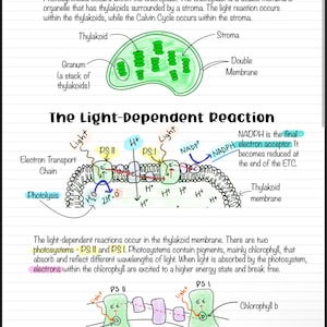 AP Biology Cellular Respiration Notes (aerobic & Anaerobic Respiration ...