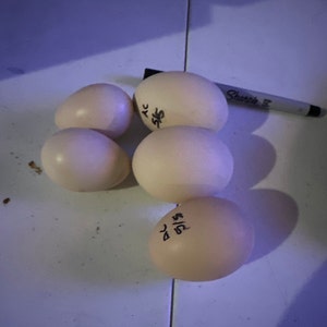 Tangerine Beauty Crossvine Bignonia Capreolata 20 Seeds - Etsy