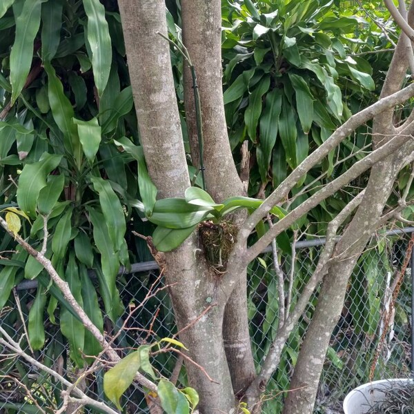 Sedum Dendroideum, Tree Stonecrop, Rare Succulents With Massive Long ...