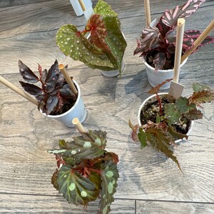 Begonia Mantuk, Terrarium Species From Papua New Guinea, 2 Inch Potted ...