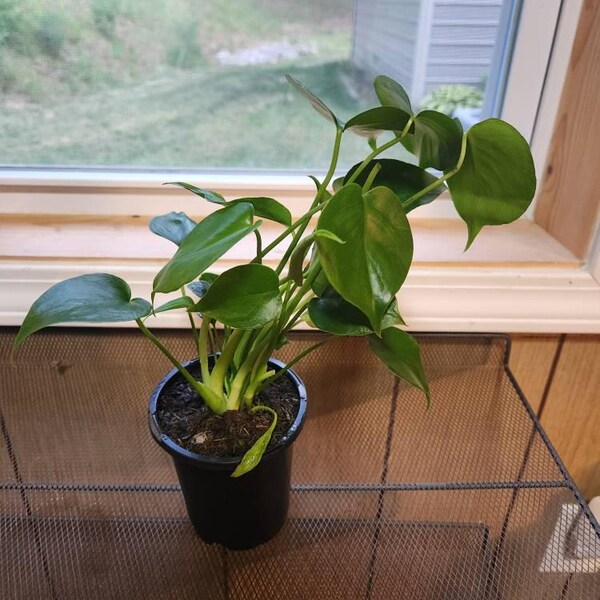 Monstera Deliciousa Live Indoor Plant, Easy Care Low Light Houseplant ...