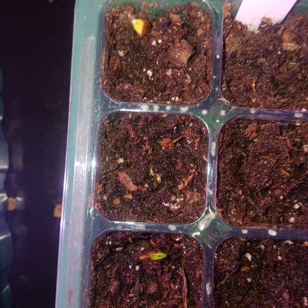 Shiny Blueberry | 25 Seeds | Vaccinium Myrsinites | Organic & Non-gmo ...