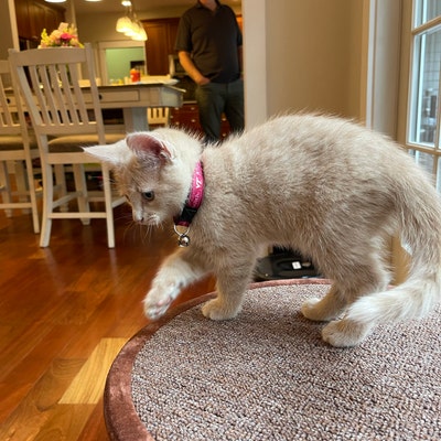Louisiana State University LSU Cat or Small Dog Collar With Option of ...