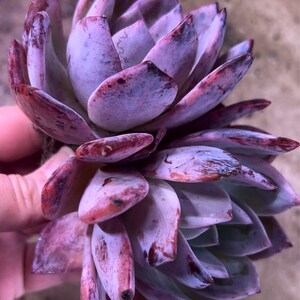 Rare Succulent: Imported Succulent Korean Echeveria Agavoides Variegated and Monstrous Jenny ...