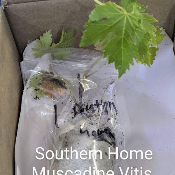 1 Southern Home Muscadine Grape Plant: Alachua Black Fruit Vine - Etsy