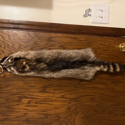 Professionally Soft Tanned Large 1 Grade Iowa Raccoon/coon Hide/pelt - Etsy