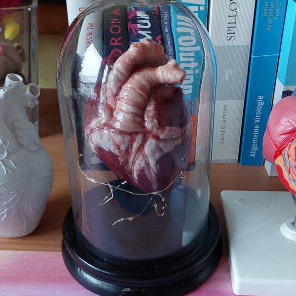 Hollow Realistic Human Heart Life Size , Anatomical Human Heart - Etsy
