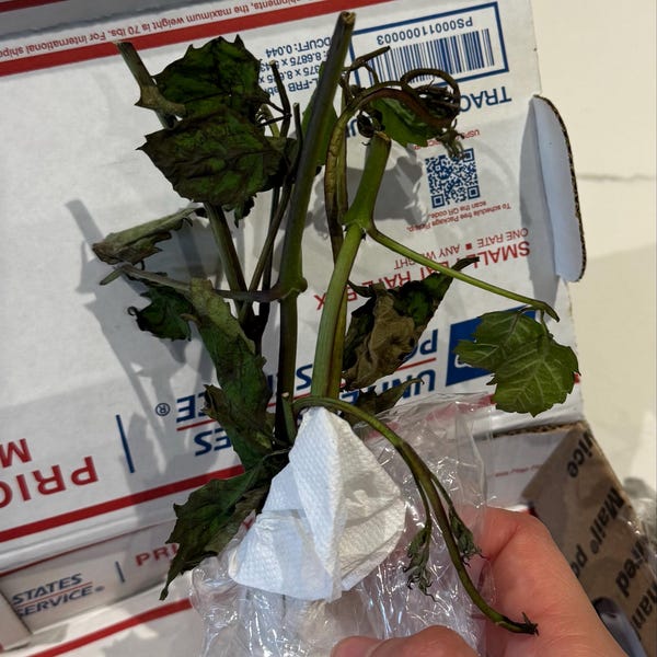 100ct Organic Curly Dock Seed Rumex Crispus Seed - Etsy